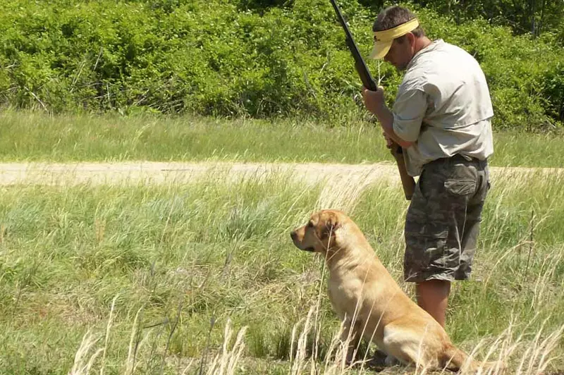 ラブラドールレトリバー当初、この犬種は使役犬として飼育されていましたが、次第にハンター、ガイド、救助者として使用されるようになりました。優秀で情熱的なハンターは、アヒルを狩ったり、手の届きにくい場所に隠れたい特定の種類のゲームを狩ったりするのに優れています。この品種の犬はいつでも歩く準備ができており、水を愛し、寒さを恐れません。