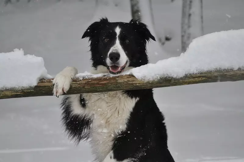 Ang Border Collie ay ang pinakamatalinong aso sa lahat ng lahi. Matitigas ang mga ito at nangangailangan ng palaging stress sa pisikal at mental. Ang lahi ay maaaring gumalaw buong araw. Ang mga aso ng lahi na ito ay hindi nagsasawa at laging handa na makilahok sa palakasan, pumunta sa pag-iingat ng mga tupa o pumunta sa isang mahabang paglalakad.