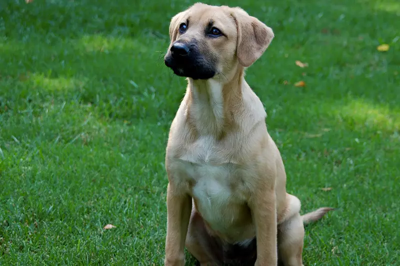 Mongrel Eng omon qolgan itlar - Belka va Strelka - cho'chqachilar. Tanlov yovvoyi itlarga to'g'ri keldi, chunki ular ovqatlanishda oddiy, salomatlik va zukkolikka ega. Mongrellar zotli itlarga qaraganda ancha chidamli va o'zlarini parvarish qila oladilar.