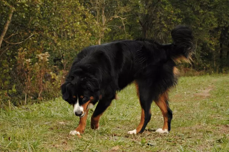 Bernese Mountain Dog The direct ancestors of the Bernese Mountain Dog were the fighting dogs of the ancient Roman legionnaires. A herding breed from the Swiss canton of Bern, it has an innate knack for finding and herding missing livestock. Representatives of this breed are distinguished by their courage, endurance and ingenuity. The dog is always ready for non-standard situations, so it is often taken to serve in the rescue teams, the military or the fire department.