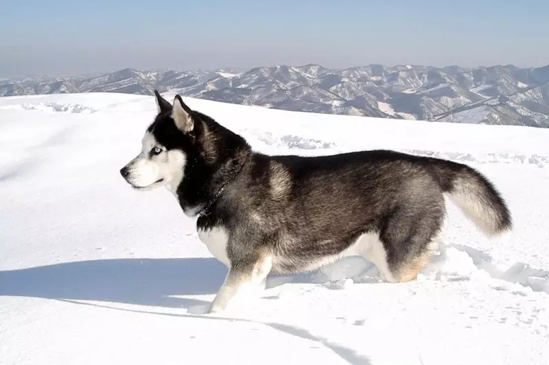 Siberian Husky The breed is extremely hardy and adapted to life in nature. Husky's natural mission is to drag something along. She will be happy to pull your backpack, inventory and other equipment, and a team of several dogs will not leave you among the endless snowy expanses.