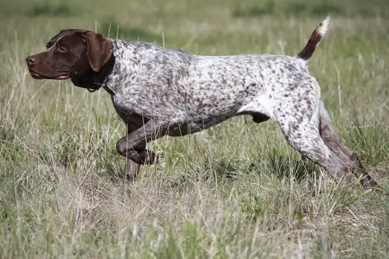 German Shorthaired Pointer Eng Juegdras mat villsäitege Fäegkeete: et kann am Feld an am Waasser schaffen. Den Däitsche Shorthaired Pointer ass ängschtlech, trei an intelligent. Kurzhaars si séier witzeg an zimmlech einfach ze trainéieren. Den Hond toleréiert souwuel héich wéi niddreg Temperaturen gutt.