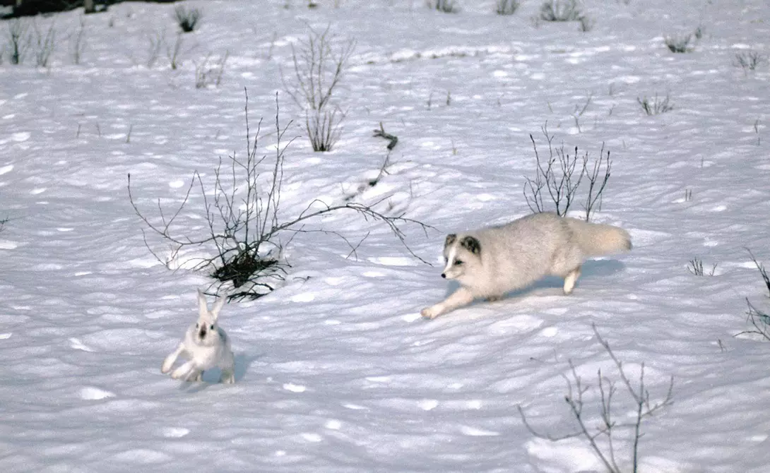 Ang mga Arctic Hare ay matatagpuan sa Arctic hares sa hilagang Canada at Greenland - at ang mga taong ito ay hindi lumilipat timog sa pagsisimula ng malamig na panahon. Ang kanilang populasyon ay medyo malaki, dahil walang maraming mga hayop na mandaragit na maaaring umabot sa bilis na higit sa 80 km / h lampas sa Arctic Circle - at ganito tatakas ang panganib ng Arctic mula sa panganib. Kapag ang temperatura ay naging lethally low, ang mga hayop ay dumadami sa mga kawan ng hanggang sa isang daang indibidwal. Sa pamamagitan ng malapit na pagsasama, nakakalikha sila ng sapat na dami ng init.