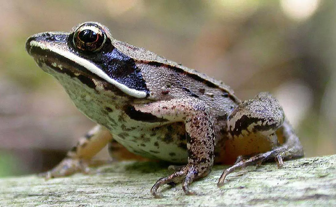 Ang African frog na si Pixie Isa sa ilang mga amphibian na nagawang umangkop sa mga mahirap na kundisyon ng disyerto. Alam ni Pixie kung paano maghintay sa mga tuyong panahon ng taon, paghuhukay sa silt. Ang pagpapatayo, bumubuo ito ng isang uri ng proteksiyon na cocoon na nagpoprotekta sa palaka mula sa katakut-takot na temperatura.