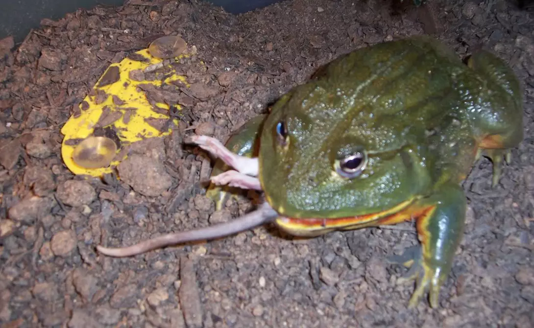 Beamkikker De habitat fan de gewoane beamkikker beslacht hast hiel Noard -Amearika. Dit geweldige skepsel hat syn eigen oerlibbingstechnyk ûntwikkele yn swiere froast. De beamkikker friest himsels libbendich, mei grutte hoemannichten glukose om syn ynterne organen te beskermjen tsjin skea troch wetterkristallen - trouwens, kryologen dy't wurkje om it minsklik lichem te behâlden yn suspendearre animaasje wrakselje mei dit probleem.