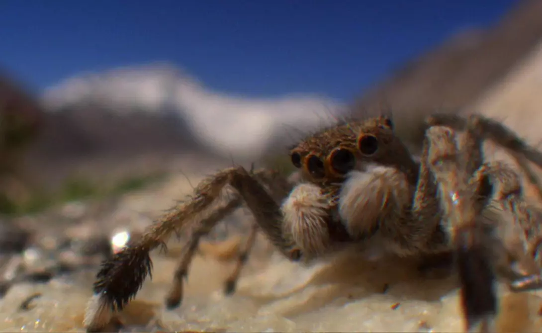 Himalayan jumping spider Ang kampeon-survivalist ng buong planeta, ang Himalayan jumping spider ay tila sadyang pinili ang pinaka hindi angkop na mga kondisyon para sa buhay. Matinding malamig, mababang presyon ng atmospera, hangin na may kakayahang paghihip hindi lamang isang gagamba mula sa tabing bundok, kundi pati na rin isang mahusay na kagamitan na umaakyat ... Bilang karagdagan, ang gagamba ay ganap na nakasalalay sa maliliit na insekto, na dinala ng tuktok ng hangin . Walang hangin, walang pagkain.