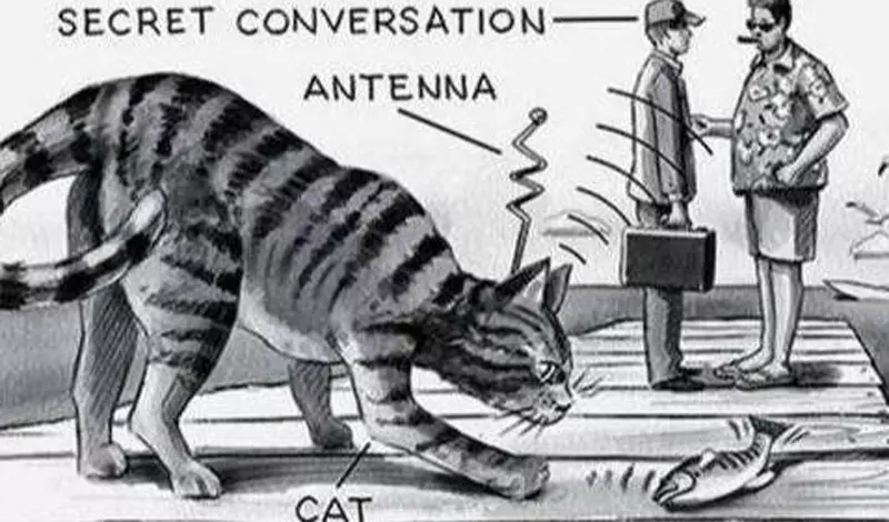 Operation "Talking Cat", manam-pahaizana manokana any Etazonia, dia tsy nijaly tamin'ny tsy fahampian'ny hevitra tany am-boalohany. Iray amin'ireo hafahafa indrindra ny Operation Acoustic Kitty. Nanapa-kevitra ny CIA fa hampiditra mikrô ao anaty sofina saka ary hampiditra mpandefa radio amin'ny vatana. Raha vantany vao vita ny voalaza dia vita: saka iray voatsabo tsara no niseho tamina fotoana maro. Ny biby dia nampiofanina hipetraka eo akaikin'ny tompon'andraikitra vahiny mba hahafahan'ny tompon'andraikitra CIA mihaino ny resadresaka ataon'izy ireo. Angamba mety ho tafavoaka tamin'io ny tetik'asa, ny iray tamin'ireo manamboninahitra mpitsikilo fotsiny no namela ilay saka tsy hiditra an-dalambe, ary avy hatrany dia voahitsaky ny fiara iray.