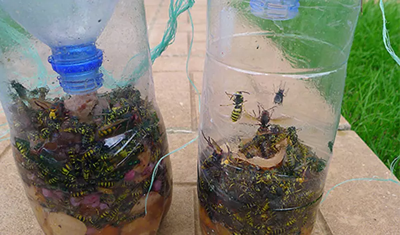 Mga Wasps Ang isang pugad ng mga wasps sa site ay gagawing impiyerno ang anumang bakasyon. Para sa pinakasimpleng bitag, kailangan mo ng isang 2 litro na plastik na bote, pain, at ilang pasensya. Gupitin ang tuktok ng bote na may gunting. Ibuhos ang pain - isang bagay na matamis - sa ilalim. Alisan ng takip ang plug. Ipasok nang tama ang hiwa na bahagi gamit ang leeg pababa. Isabit ang nagresultang bitag sa isang puno at maaari kang matulog nang payapa: ang mga wasps, na akit ng samyo, ay gagapang sa bote at hindi makalipad palabas doon.