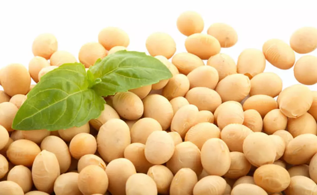 Soybeans O se tamai ipu soybeans e aofia ai le 176 mg o le calcium. Ole mea masani a, ole genetically suia o pi atonu e i ai sina laʻititi kalisiu, o lea taumafai e suʻe se natura oloa.