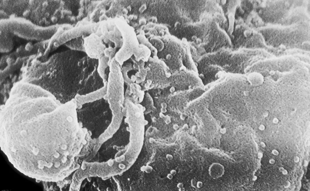 Halkii ay mar kale si qaldan u mari lahaayeen, xiiseeyayaasha Machadka Bioengineering waxay diiradda saareen glycoproteins oo ka kooban baqshadda dibadda ee fayraska. Glycoproteins -ku waxay ku dhegaan unugyada jidhka bini'aadamka, iyagoo macno ahaan u sii daaya fayraska laftiisa.