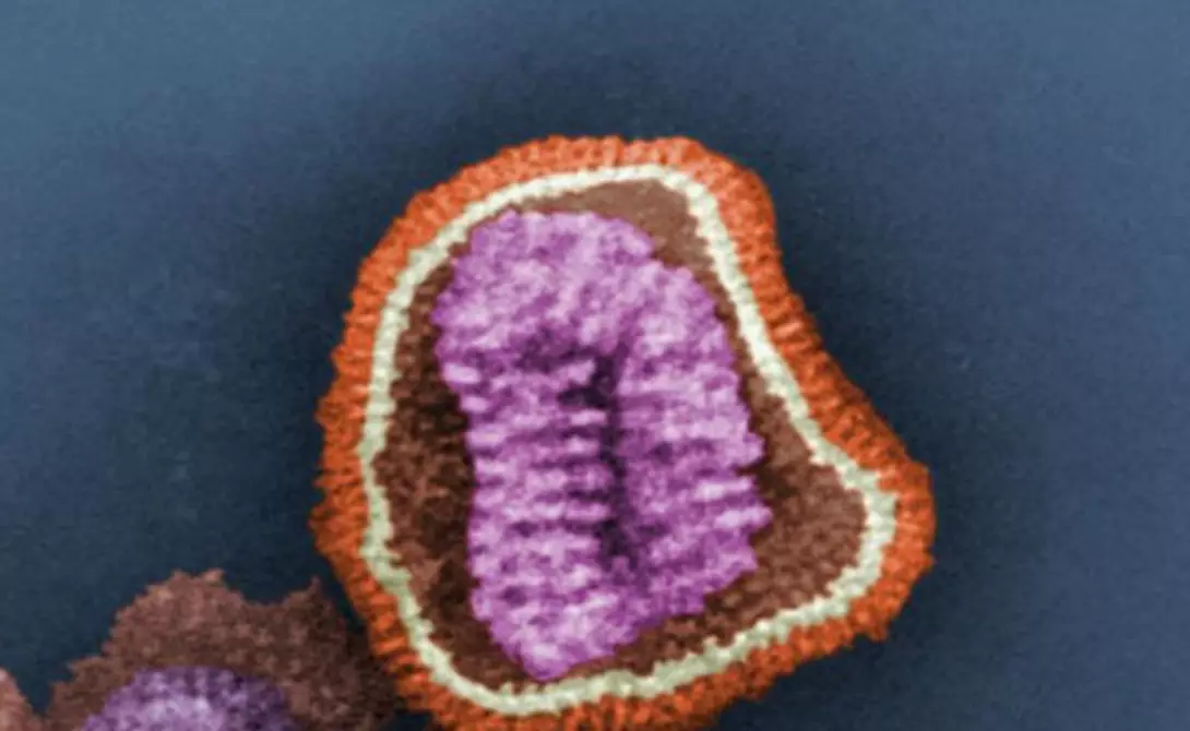 Mimiti, macromolecule narik virus ka dirina nyalira kalayan bantosan muatan éléktrostatik. Saatos virus ngadeukeutan jarak anu dipikahoyong, macromolecule nempel ka dinya, nyegah glikoprotein tina ngahijikeun sareng sél séhat. Macromolecule teras nurunkeun kaasaman virus, janten kirang sanggup réplikasi.