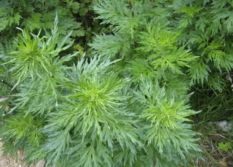 艾草 一种看起来像艾草或大麻的植物，会产生有毒的花粉。在开花期，当花粉浓度达到高峰时，豚草很容易引起过敏和分泌物。几粒花粉就足以引起眼睛发炎、呼吸急促、眼睛流泪，尤其是高剂量的花粉 - 结膜炎。