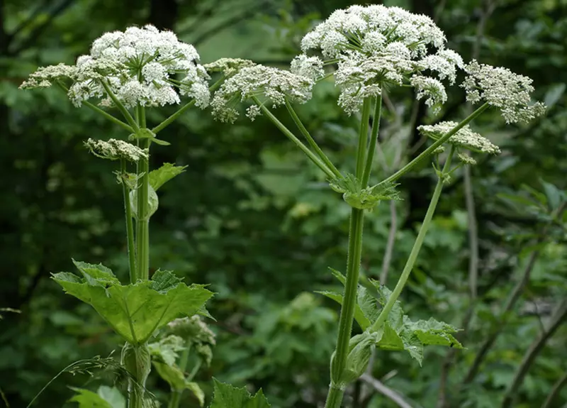 Pastinaca di vacca A contatto con una pianta o, peggio ancora, se il suo succo viene a contatto con la pelle, provoca gravi infiammazioni e ustioni che non si rimarginano a lungo. Perché si sviluppi un'ustione, basta anche un minuto e mezzo di contatto. L'infiammazione può essere accompagnata da brividi, vertigini, prurito e mal di testa.