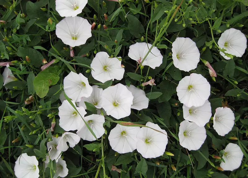 Површински врвче Заедничкото поле bindweed не е толку безопасно како што може да изгледа на прв поглед. Фабриката содржи смолеста супстанција конвалвулин. Тоа е силен отров што може да доведе до чувство на печење во устата и назофаринксот, болки во стомакот, дијареа и дехидрација.