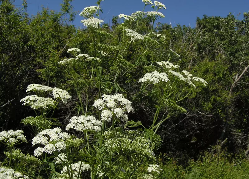 Hemlock Фабриката е подмолна по тоа што во првата година од растот формира лисја и корен сличен на магдонос. Овој псевдо магдонос содржи течен алкалоид конин. Ако го вкусите, ќе започне парализа на различни делови на централниот нервен систем, ќе се зголеми притисокот и ќе се наруши дишењето.