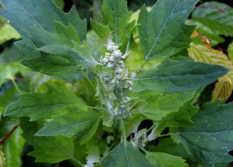 María branca Exteriormente, María é semellante a unha quinoa comestible. Non obstante, a diferenza deste último, María pertence a plantas velenosas. Se se confunde accidentalmente, tal erro custará molestias graves en forma de náuseas, vómitos, dor abdominal, diarrea e deshidratación.