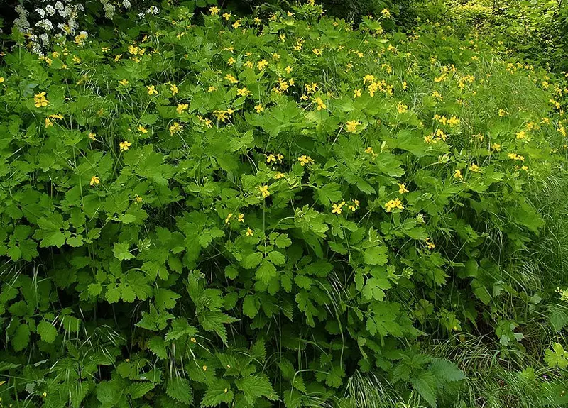 Celidonia A planta é un remedio popular favorito na loita contra as verrugas, os callos e o acne. Pero antes de queimar algo con eles a próxima vez, debes pensar varias veces porque a celidonia é tóxica. A planta contén unha serie de alcaloides que causan vómitos, cólicos, diarrea e, cando se toman por vía oral en grandes doses, a morte.