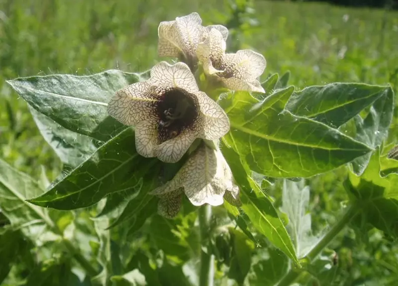 Belena Okrídlený výraz „prejedli ste sa Henbane?“ nebol vynájdený náhodou. Helen je jedovatá rastlina a všetky jej časti sú jedovaté. Bludy a halucinácie sú jedným z hlavných znakov podávania. Okrem nich sa zvyšuje aj potenie, horúčka, tachykardia a fotofóbia a v závažných prípadoch aj zlyhanie dýchania, kŕče a strata vedomia. Je dokonca možný smrteľný výsledok.