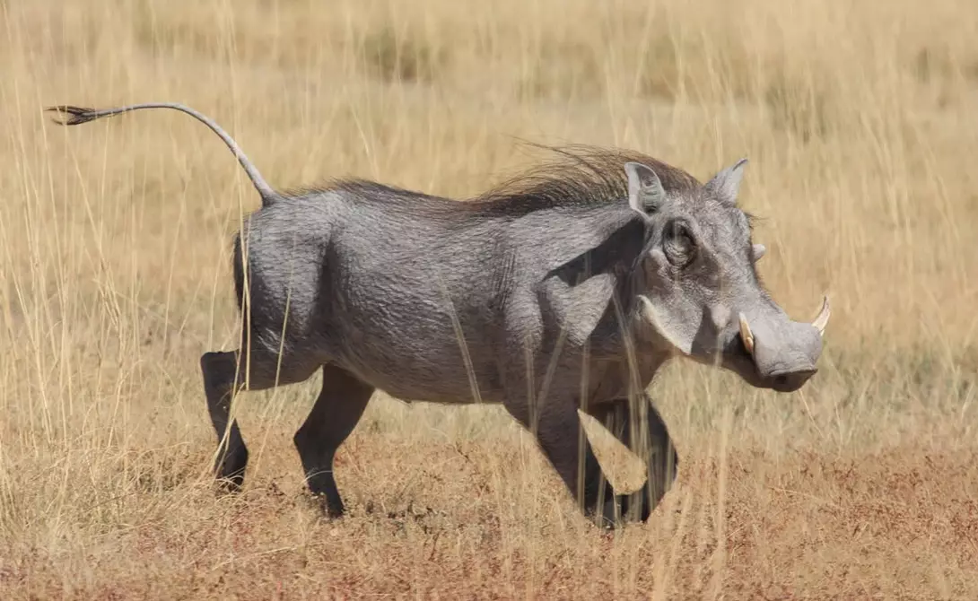 Warthog Wide, yakati sandara musoro uye muzzle inogona kutyisa chero munhu. Chaizvoizvo, nguruve dzinodya pazvirimwa nehuswa, dzichishandisa mhino yavo yakafara kuchera midzi. Nguruve dzinofamba nekukurumidza - kana dzichityisidzirwa, nguruve dzinogona kusvika kumhanya inosvika makumi mana emakiromita / h.