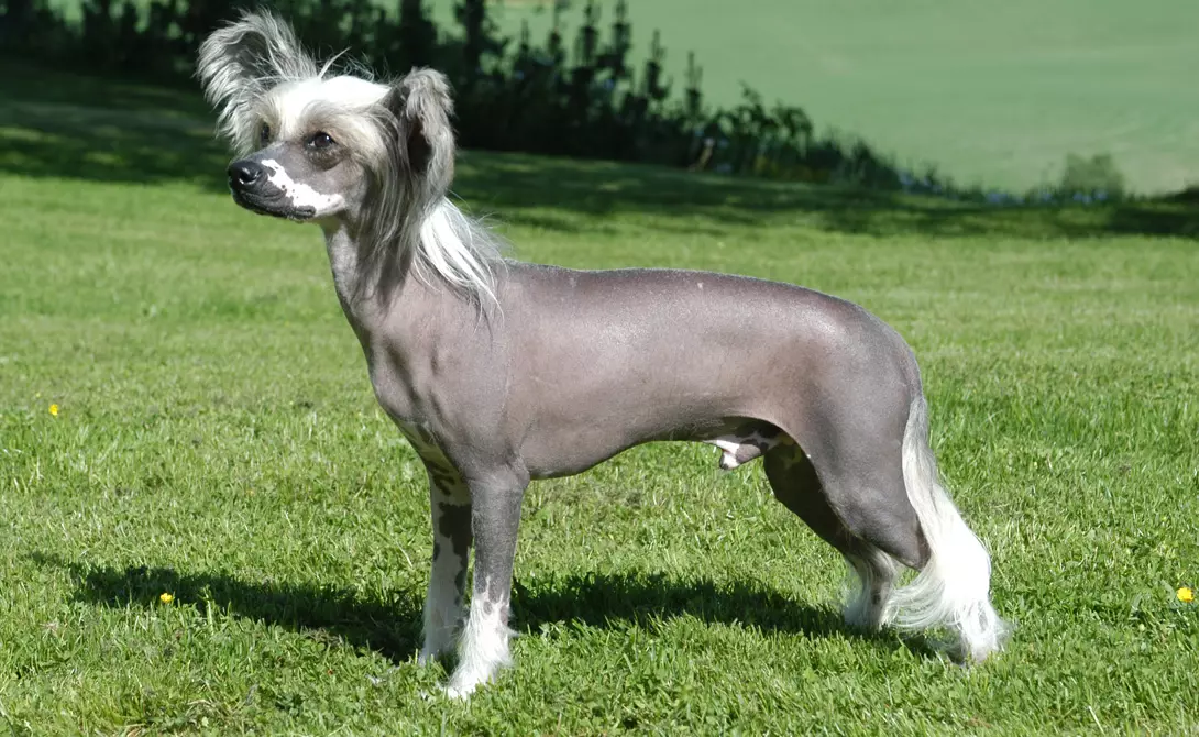 차이니즈 크레스티드 독(Chinese Crested Dog) 털이 없는 개 품종 중 하나. 키가 33cm 이상 자라지 않으며 전체적으로 매우 못생긴 장난감과 비슷합니다. 반면에 개는 공감 능력이 향상되었고 매우 사회화되었습니다.