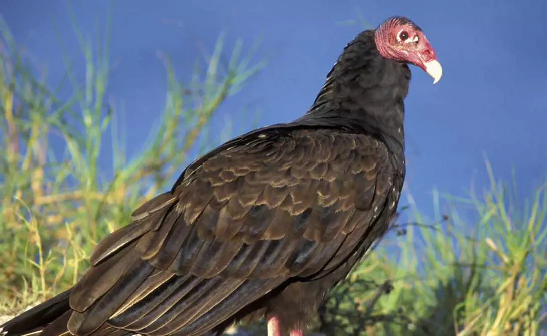 Vulture-turkey Shiri yakadaro kunyangwe mai vake chaivo vanofunga zvinotyisa. Tarisa uone vadzidzi ivavo, pamusoro uyu une mhanza nemutsipa wakaunyana! Gora rine pfungwa yakasimukira kwazvo yekunhuhwirira - hongu, nekuti inofanirwa kutsvaga zvitunha.