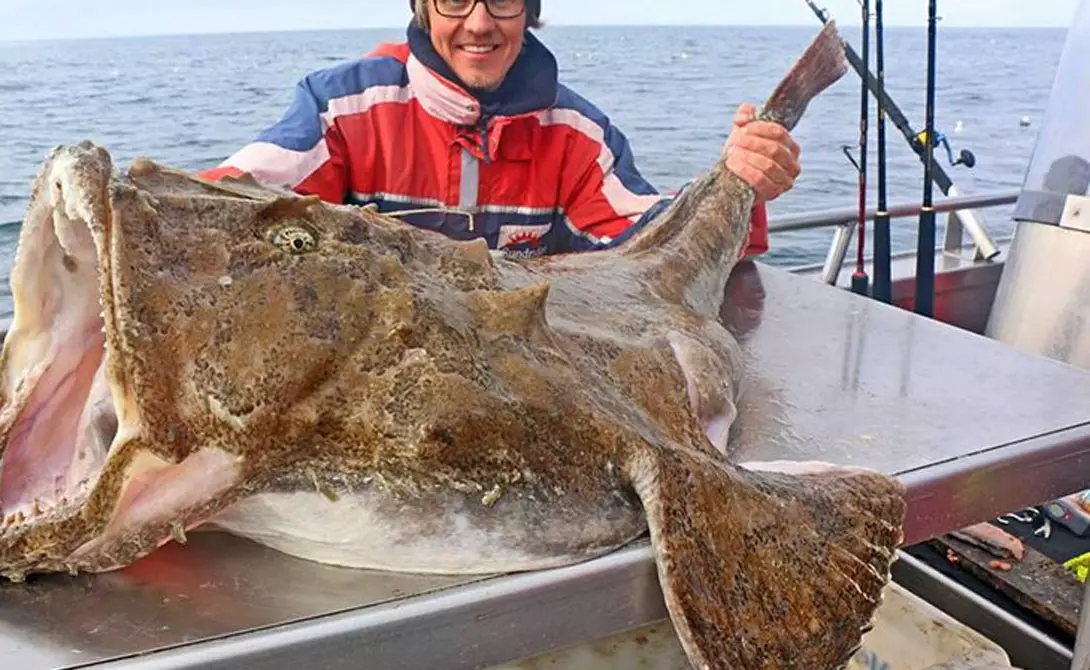 Big Angler Por muitos anos as pessoas não usaram o pescador como alimento - simplesmente porque são muito feios. As mandíbulas gigantescas dos peixes são cheias de dentes afiados e eles pescam o tamboril nas zonas costeiras do Oceano Atlântico.