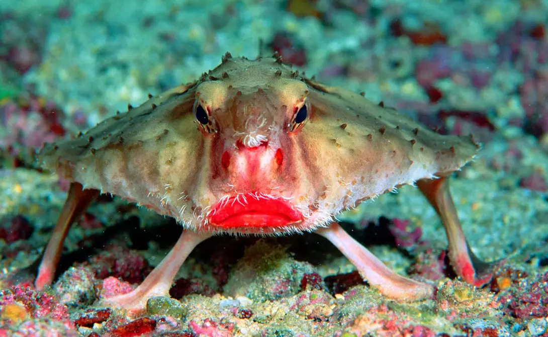 Bat yaDarwin Idzi hove dzisingazivikanwe dzinowanzo kuwanikwa dzakatenderedza Galapagos Islands uye padyo nePeru. Vatsva vanosangana nemabara aDarwin pakadzika kweanopfuura makumi mashanu emamita, asi kazhinji kashoma.