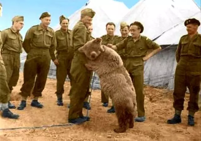 Soldados poloneses encontraram um filhote de urso no Irã. Uma lata de comida enlatada, um canivete e alguns chocolates - esse é o custo exato, nomeado pelo menino-dono da então besta sem nome. O urso era tão pequeno que não conseguia mastigar a comida sozinho e os poloneses tiveram que alimentá-lo com o mamilo.