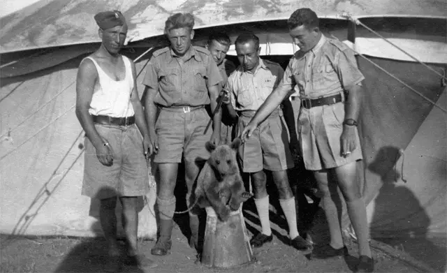 Wojtek (oroszra fordítva: „Aki szeret harcolni”) több éven át a második hadtesttel utazott. Irán, Palesztina, Észak -Afrika és végül Olaszország. Az Anders hadsereg katonái vakmerőségükről és bátorságukról voltak híresek, ezért mindig a csata első vonalában volt a helyük.