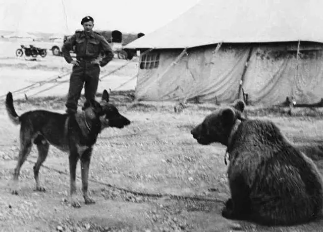 Kaj li revenis. Denove. Kompreneble, Wojtek sola ne povus provizi la tutan taĉmenton per obusoj. Ĉu homoj, kiuj subite decidis labori kaj batali ĝis la fino, povus. Kompleta paneo anstataŭiĝis de histeria entuziasmo. Ĝuste kion vi bezonas por frenezaj atakoj.