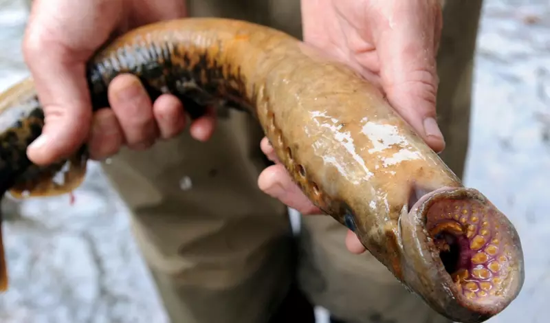 Lambad Maailmas on umbes nelikümmend lambaliiki ja enamik neist on täiesti ohutud kõikidele elusolenditele. Nende olendite esivanemad ilmusid planeedile 500 miljonit aastat tagasi, olles välja töötanud mugava ja üsna ebameeldiva söömisviisi. Merelind, Petromyzon marinus, kasvab tõeliseks koletiseks, kes toitub õnnetute ohvrite verest. Täiskasvanud naba kasutab suu suu imemiseks ja koorib keelega kalasoomused siseorganiteni jõudmiseks. Lambihambad on valmistatud sitketest keratiinikiududest: need tagavad vampiirile ohvri kehas kindla fikseerimise. Pidev verevarustus saavutatakse nääride spetsiaalsete näärmete abil, mis toodavad spetsiaalseid aineid, mis häirivad vere hüübimist.