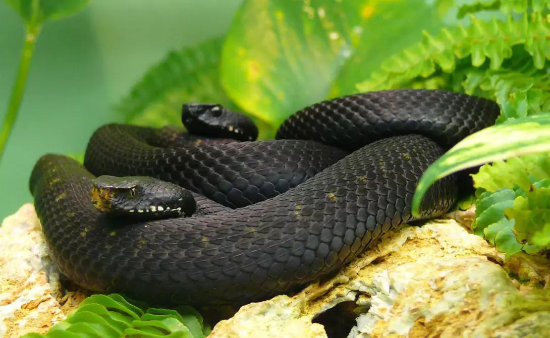 Mamba negra Longitud: 4,5 metres Amb una mossegada d’una mamba negra és suficient per enderrocar un búfal. Una persona gairebé no té possibilitats de supervivència: el verí s’estén massa ràpidament per tot el cos. A més, aquesta serp és increïblement ràpida i pot arribar fins als 19 km / h en terrenys plans.