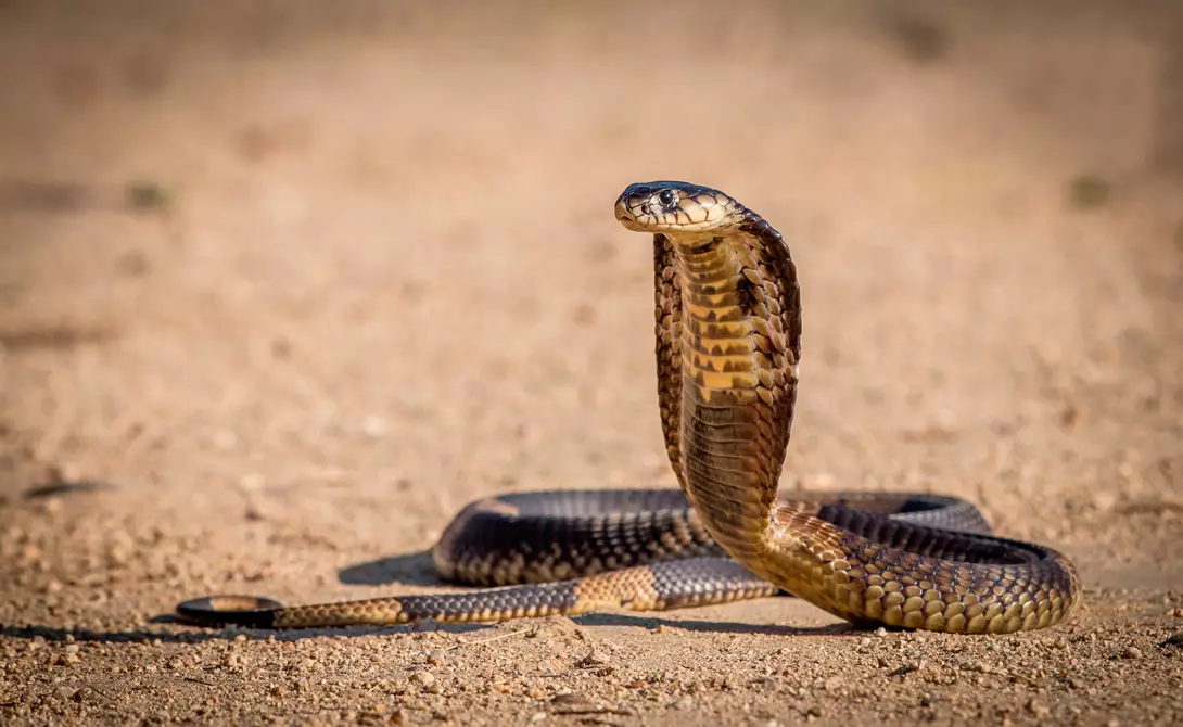 Haring King cobra Haba: 5.6 metro At ito ang pinakamalaki sa pagkakasunud-sunod ng mga makamandag na ahas. Ang average na haba ng isang king cobra ay halos 4 metro, habang ang may hawak ng record ay umabot sa lima at kalahating metro.