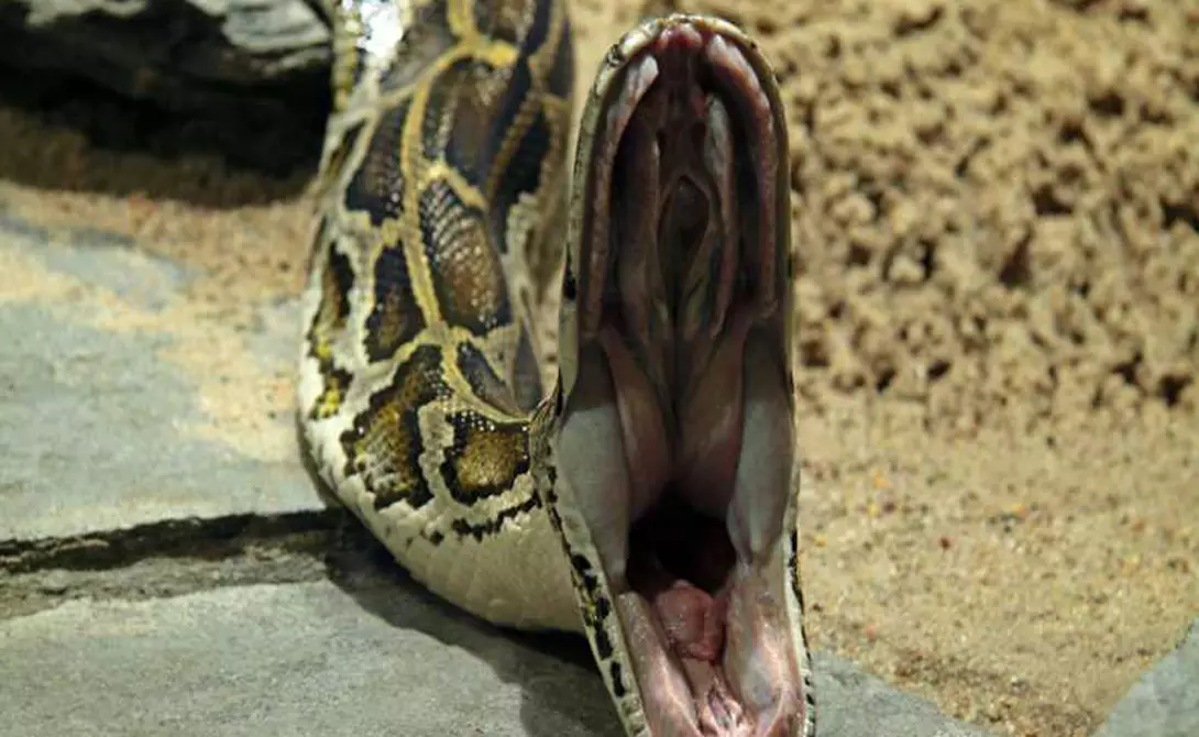 Burmese python Haba: 9.15 metro Ang Burmese, o maitim na tigre na sawa ay maaaring lumaki hanggang sa 9.15 metro - ito mismo ang nahuli ng mga zoologist sa Cuba. Gayunpaman, kadalasan ang haba ng mga kinatawan ng species na ito ay hindi hihigit sa limang metro.