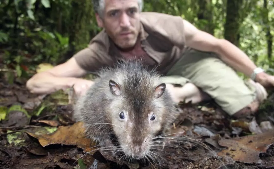 El equipo de filmación de la BBC descubrió una nueva especie de rata, que llegó a la isla de Sumatra con fines completamente diferentes. Los científicos iban a filmar un documental sobre volcanes e instalaron varias cámaras en la ladera de uno de ellos. El equipo de infrarrojos ha detectado la radiación de una criatura de tamaño inusual.