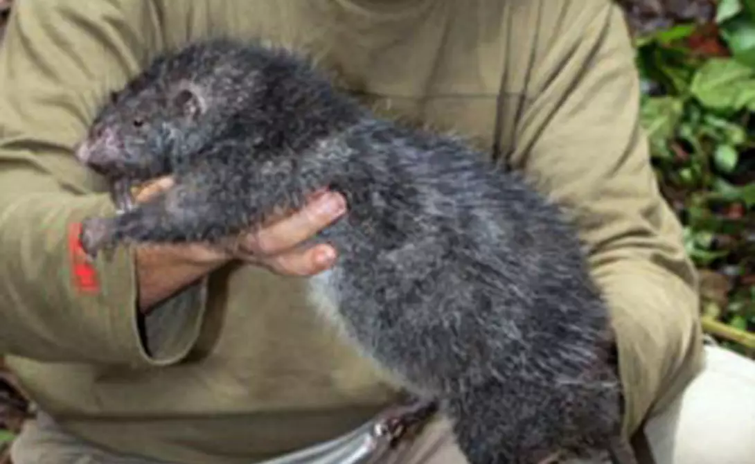 Según datos indirectos, los científicos se dieron cuenta de inmediato de que frente a ellos había un animal del orden de las ratas; sin embargo, estaban asombrados por su tamaño. La longitud de la criatura superó el metro. Naturalmente, todo el equipo de filmación se centró en capturar una criatura desconocida para la ciencia.