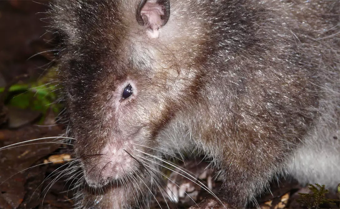 Kommunikasjon med omverdenen gjorde det mulig å fastslå at rotten er en lokal endemisk. Skapningen var slett ikke redd for mennesker, og tykk ull hjalp den med å overleve i naturen. Det viste seg at lokale stammer har kjent denne typen rotter lenge og til og med spist den.