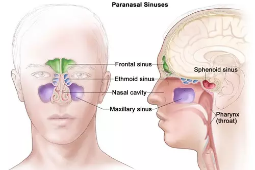 Sinus Spasi ing sekitar rongga irung kita kebak hawa. Kanggo umume sing dibutuhake wong modern, dokter durung bisa nemtokake pirang-pirang atus taun kepungkur. Sadurunge, sinus bisa uga nyebabake pangambu, nanging luwih saka sewu taun kepungkur kita ora nggunakake katrampilan kasebut.