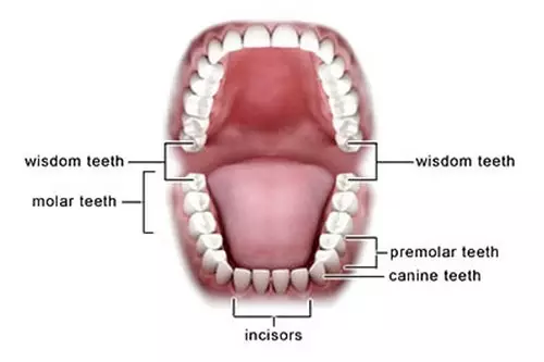 Tonsils Ho fanampin'ireo izay hita ao amin'ny tendantsika, misy tonsils hafa: lymphoid, palatine roa, lingual roa ary tubal roa. Manampy amin'ny fiarovana ny làlam-pisefoana amin'ny pathogens ivelany ny tonsils - saingy, raha ny marina, mampidi-doza kokoa ho antsika izy ireo. Ny tiana hambara dia ireo zana-pototra kely ireo dia mora voan'ny aretina, izay mety hiteraka olana maro.