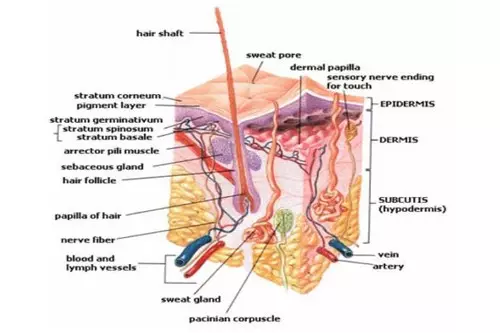 Arrector Pili Kitang tanan nahibal-an ang katakut nga pagbati - ug kini ang mga kaunuran nga hinungdan niini. Kini gilakip sa among mga hair follicle. Alang sa kadaghanan sa mga hayop, kini usa ka klase nga mekanismo sa pagdepensa nga gipataas ang buhok sa katapusan aron makita nga mas dako. Alang sa usa ka moderno nga tawo, nga ang lawas hapit kanunay natago sa ilalum sa sinina, kini nga mga kaunuran hingpit nga wala’y pulos.