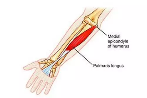 Palmar muscle عضلة عديمة الفائدة تمامًا ، تمكن بالفعل ما يصل إلى 14٪ من سكان العالم من التخلص منها. لقد ساعدت أسلافنا على التشبث بإصرار بفروع الأشجار: منذ أن خرجنا من هناك ، لم يتذكر التطور العضلة.