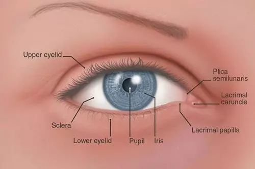 Ikatulo nga eyelid Sa tinuud, ang ikatulo nga eyelid dili matawag nga usa ka hingpit nga wala’y pulos nga organ. Salamat kaniya, ang atong mga mata mahimong magtuyok sa mga orbit hinay ug hapsay. Naghatag usab kini nga kanal nga kinahanglanon alang sa mga duct sa luha. Bisan pa, mahimo sa usa ka tawo kung wala kini pag-tune.