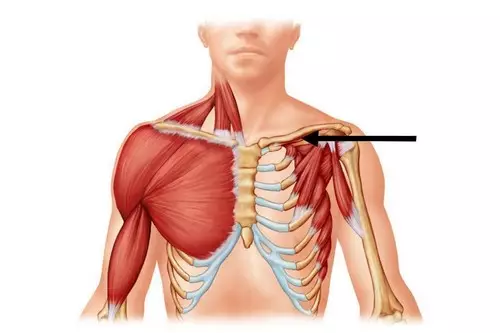 Hozatra Subclaviana tendon kely sy telozoro izay mipetraka eo anelanelan'ny taolan-tehezana sy ny taolana. Ny hozatry ny subclaviana dia tena ilaina ho an'ireo izay mbola manohy mandeha amin'ny tongotra efatra amin'ny fotoana iray. Ny olombelona hafa rehetra dia manala azy tsikelikely.