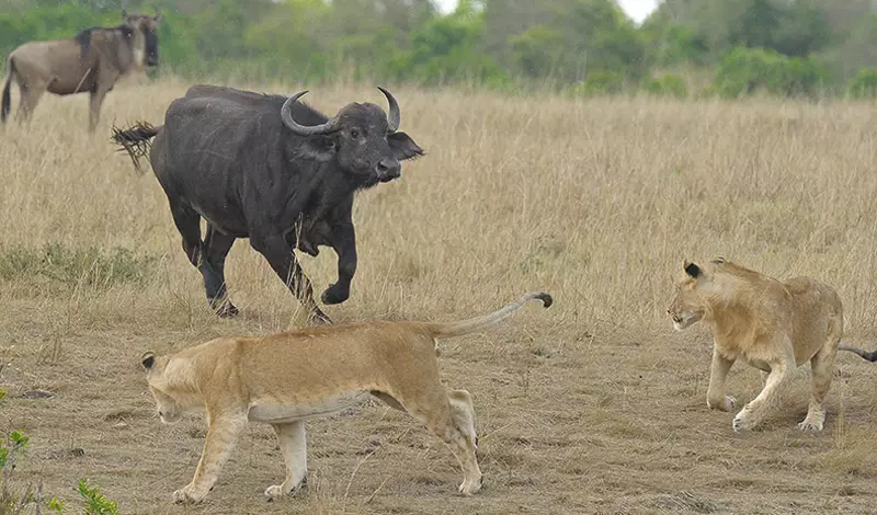 Bufalo africano Numero di morti all'anno: diverse decine di persone Diverse centinaia di peso e una natura assolutamente imprevedibile: anche i cacciatori più esperti hanno paura di incontrare un bufalo africano nella savana. Ma la cosa peggiore è incontrare uno degli enormi branchi di questi animali: sia gli elefanti che i leoni africani preferiscono uscire in anticipo dal percorso di questa valanga vivente.