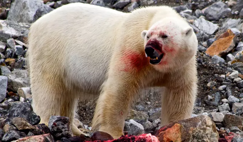 Orso polare Numero di morti all'anno: diverse dozzine di persone Naturalmente, allo zoo, questi ragazzi sembrano incredibilmente carini. Ma in natura, gli orsi polari mangiano le foche a colazione e non evitano la carne umana. La cosa peggiore sarà incontrare una femmina con un cucciolo: questo ucciderà solo quello in arrivo per non rischiare di nuovo.