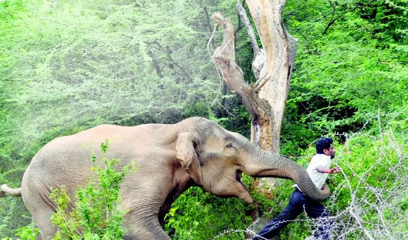 Elefante Numero di morti all'anno: più di cinquecento persone Tutti ricordiamo il simpatico cartone animato sull'elefantino Dumbo, che ha imparato a volare e ha aperto il suo circo. In effetti, non tutti gli elefanti sono così amichevoli. L'elefante africano, del peso di diverse tonnellate, preferisce schiacciare il nemico in massa: questi uccidono fino a mille persone all'anno - solo difendendo il loro territorio.