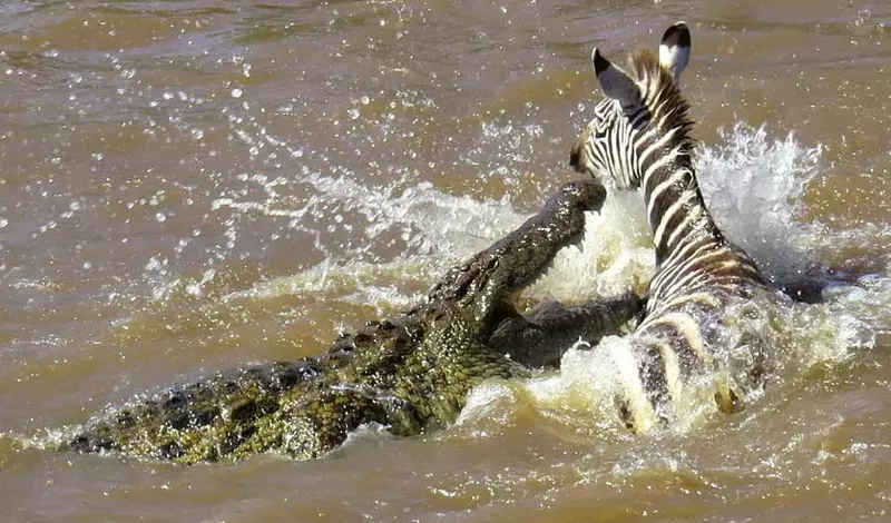 Coccodrillo Il numero di morti all'anno: 2-3 mila persone Il coccodrillo, nonostante la lentezza esterna, si distingue per un'elevata velocità di attacco e non è affatto schizzinoso sul cibo. Un lancio istantaneo dall'acqua ha inviato molti viaggiatori nell'altro mondo - e questa morte non è piacevole: i coccodrilli preferiscono annegare le loro vittime, stringendo il corpo con i denti.