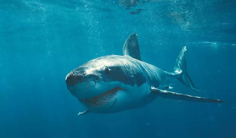 Grande squalo bianco Numero di morti all'anno: diverse migliaia Anche una piccola goccia di sangue nell'acqua può attirare questo predatore da una distanza di diversi chilometri. Solo pochi fortunati sono riusciti a sfuggire all'attacco del grande bianco: è molto difficile uscire dalla bocca, costellata di tremila denti affilati come rasoi.