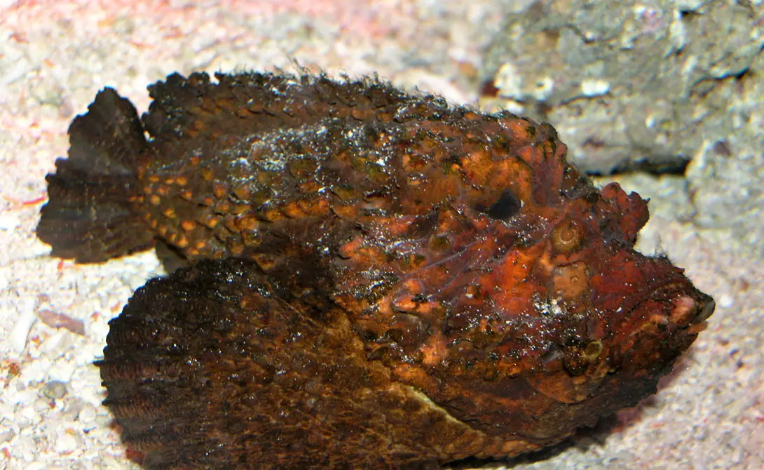 Перфектният камуфлаж Stonefish позволява на Stonefish да остане един от най -успешните ловци в океана. Плуващата плячка няма почти никакъв шанс за спасение: атаката на каменната риба е мълниеносна, а ухапването е фатално. Опитайте се да го настъпите: най -малкото това ще ви струва краката ви, най -много - самият ви живот.