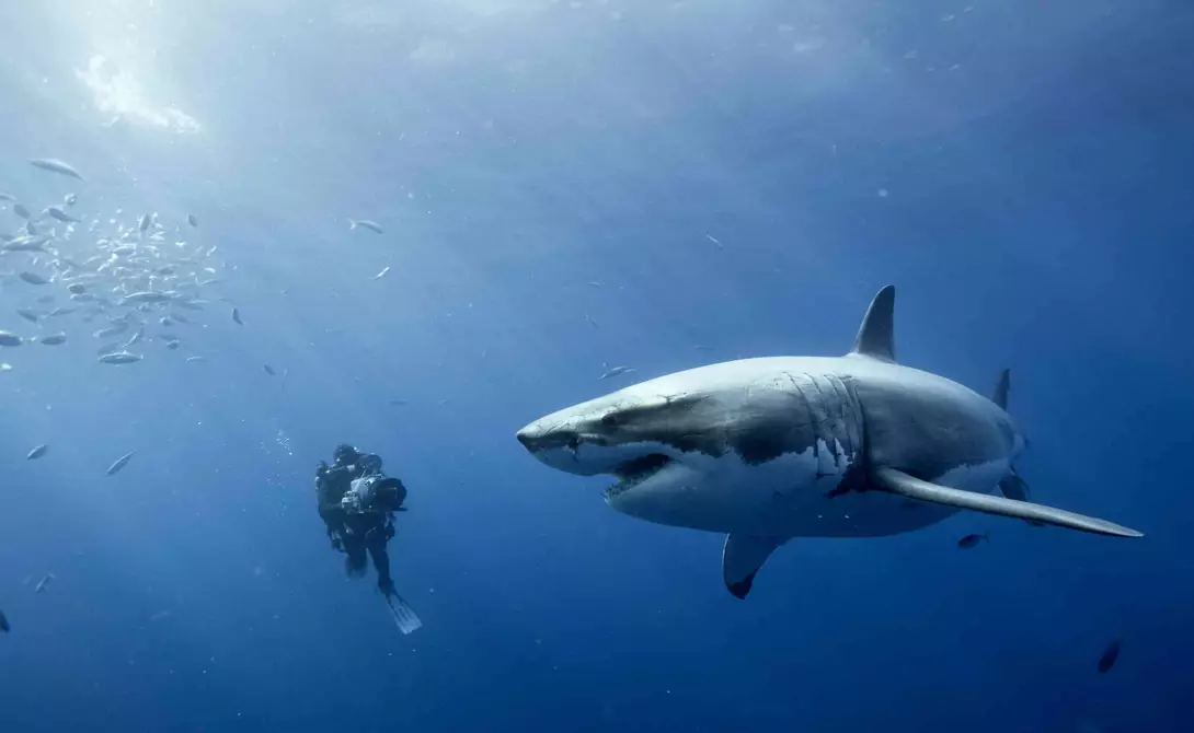 Great White Shark Sebata sena se tummeng se ke ke sa etsa qeto ea hore na se ja eng. Ebile, shaka e kholo e tšoeu e khetha ho latsoa ntho e ngoe le e ngoe e kenang lebaleng la eona la pono - mme ka tšohanyetso ea ba monate. Li-Buoy, likepe, li-surfboards, batho, ha ho na taba. Ho fapana le tumelo e tloaelehileng, lishaka tse tšoeu ha se malimo. Re masapo haholo bakeng sa bona. Mohlomong sebatana se ka u tlohella hore u tsoa mali maoatleng a phahameng ebe u sesa u batla ho hong ho khahlisang.